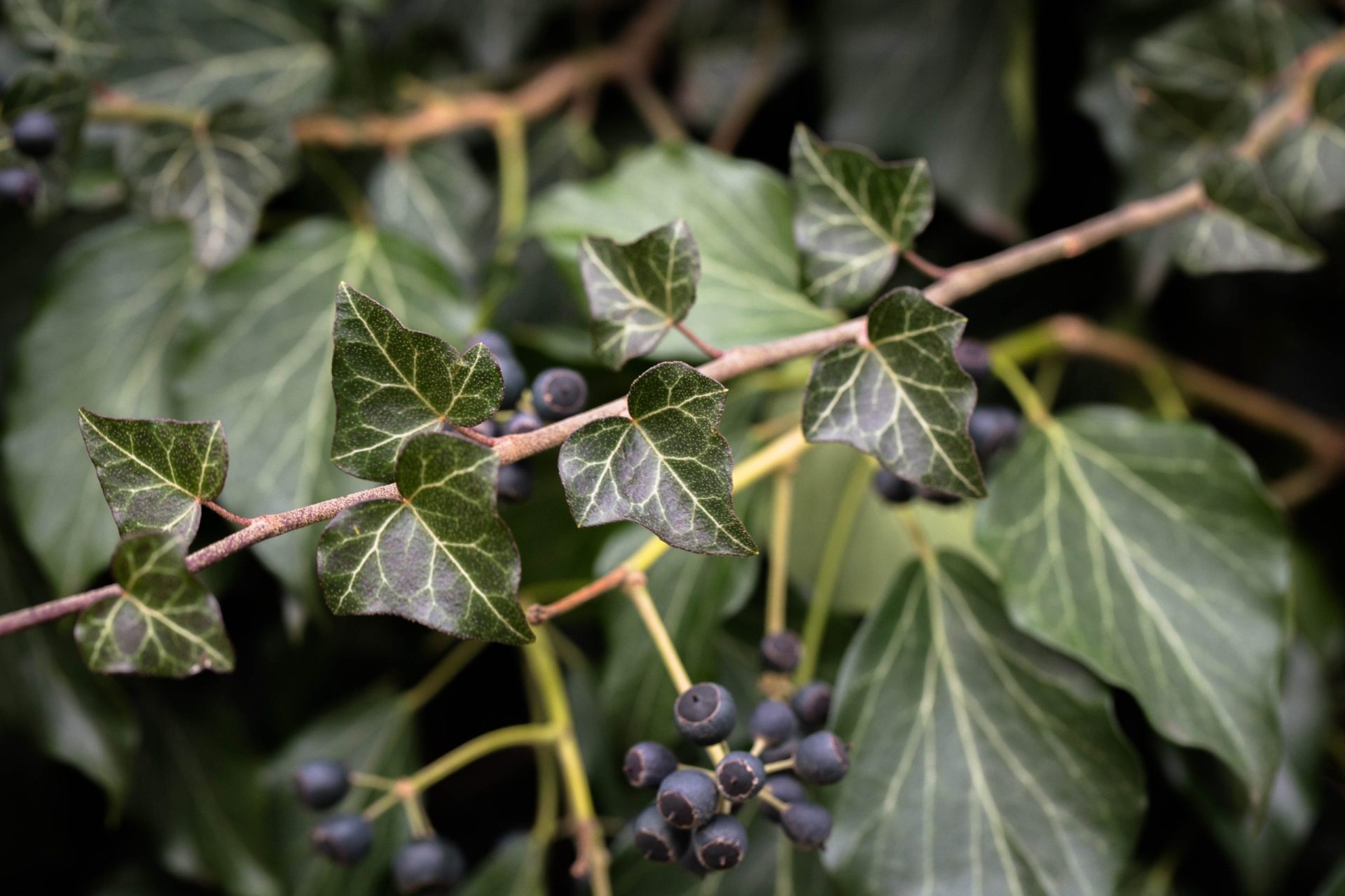 Efeu - Löst verschleimte Bronchien | Kraut und Wurzel