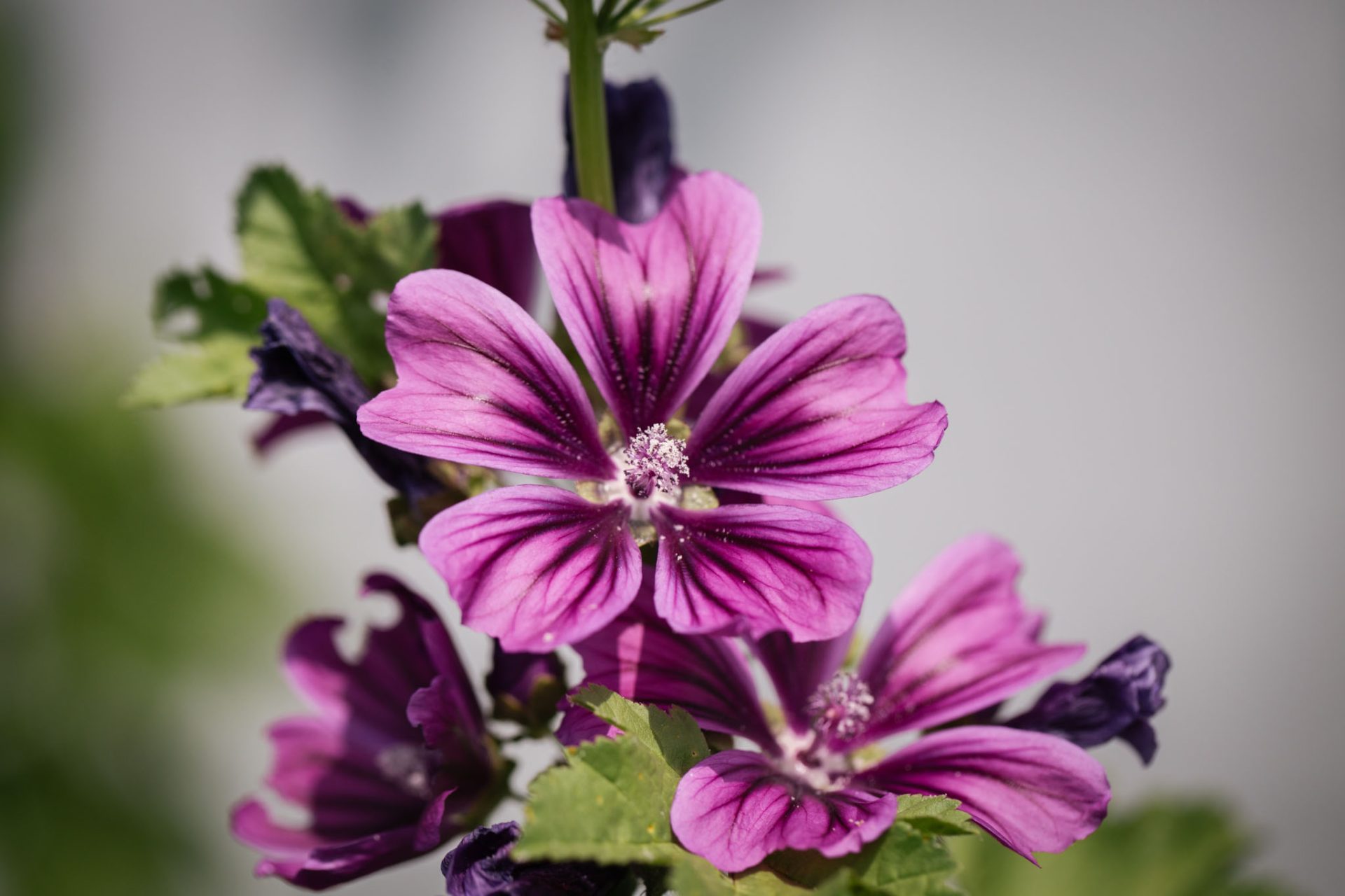 Malve - Sanfte Hilfe für Magen | Kraut und Wurzel