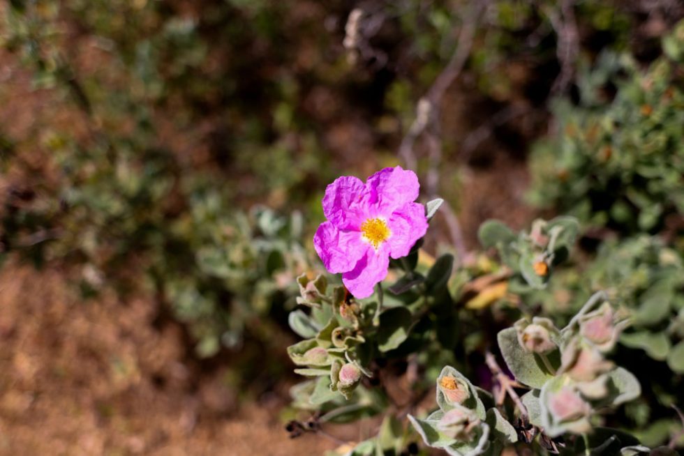 Zistrose - Vielversprechendes Erkältungsmittel | Kraut und Wurzel