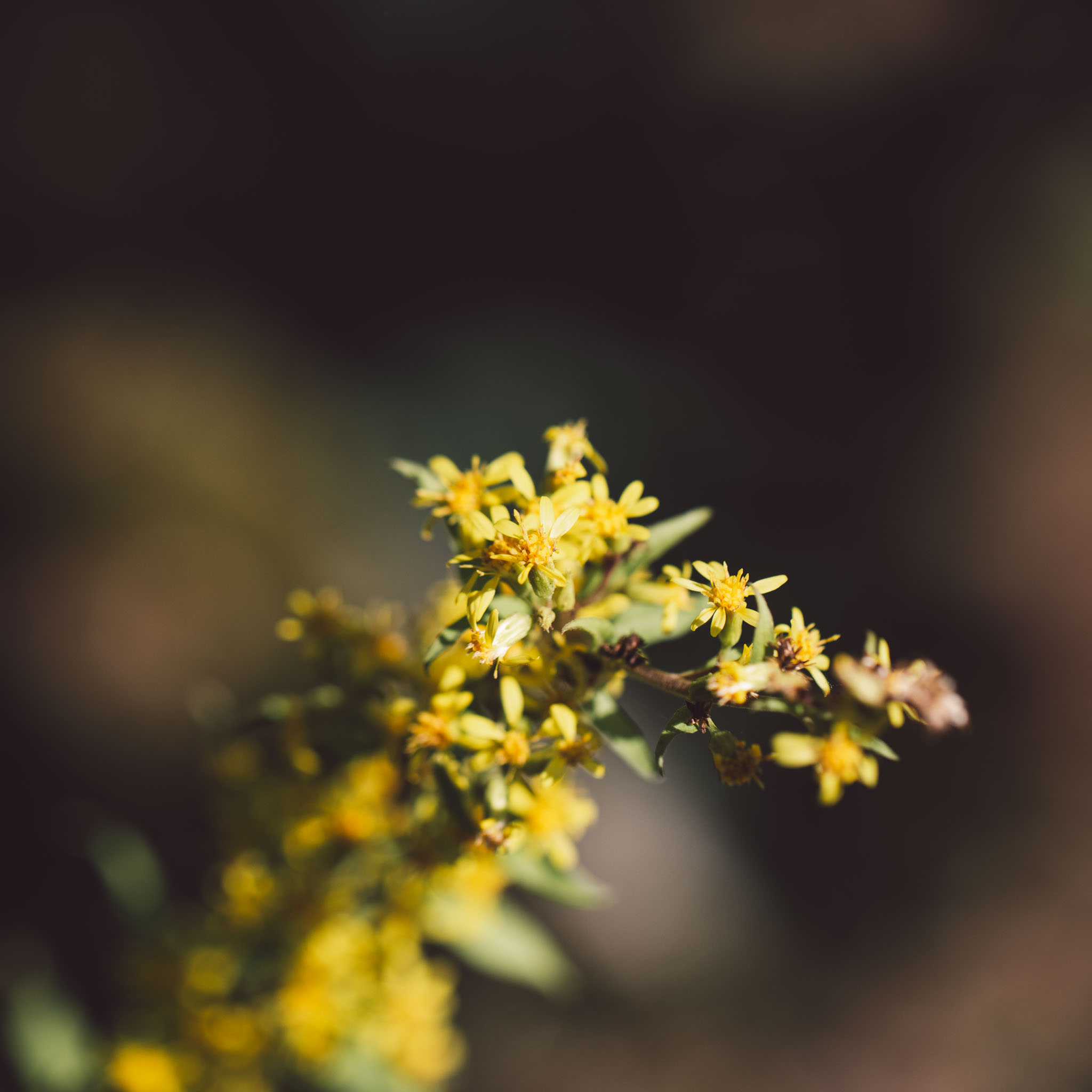 Echte Goldrute - Entzündungshemmend und harntreibend | Kraut und Wurzel